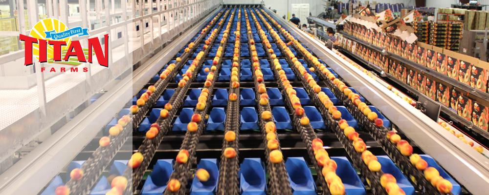 Titan Farms: The recognized benchmark for quality in the peach industry